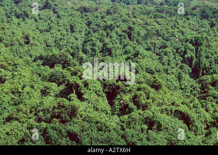 Mile a minute weed smothering native species on Vanuatu. (Mikania ...