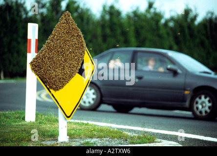 Bees swarm onto a yellow car in Wimborne, Dorset. Police hold traffic ...