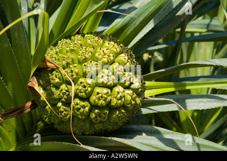 Pandanus Tectorius, Hala Tree, Screw Pine, female with fruit, Honolulu ...