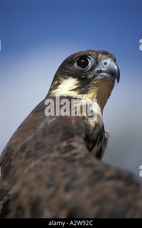 Eleonora s falcon Stock Photo - Alamy