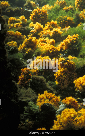 Astroides calycularis coral Stock Photo - Alamy