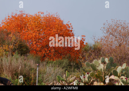 Israel Terebinth tree Pistacia Palaestina in Ein Kobi Stock Photo - Alamy