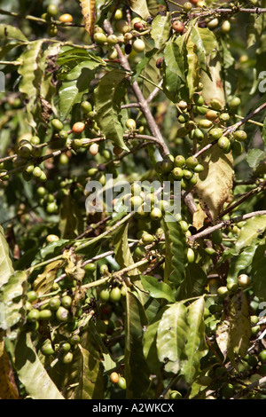 Coffee bean plants on Debre Maryam or Mariam church island on Lake Tana ...