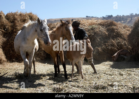 Man threshing barley with hooves of horses and donkey to separate grain ...