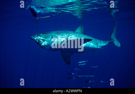 Great White Shark eating fish Carcharodon carcharias USA California ...