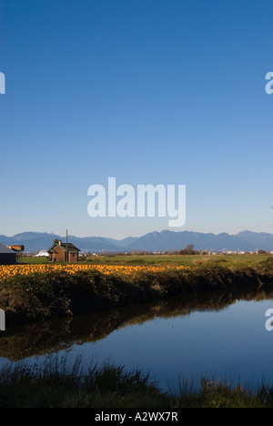 Near Ladner, BC Stock Photo - Alamy