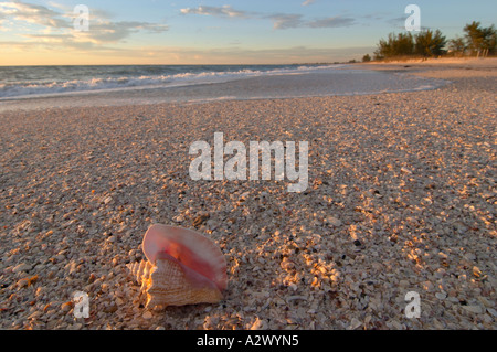 CONCH SHELL ON NOKOMIS BEACH IN LATE AFTERNOON LIGHT IN SOUTHWEST ...