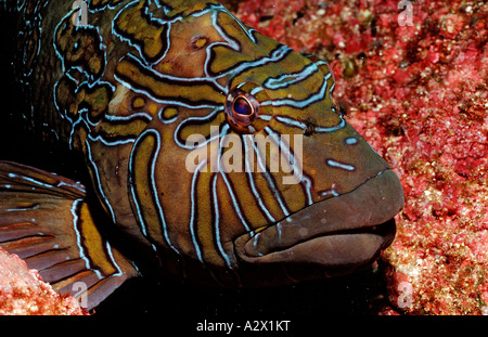 Giant Hawkfish, Hieroglyphic Hawkfish, Cirrhitus rivulatus, Malpelo ...