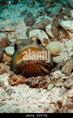 Giant jawfish, Opistognathus rhomaleus, Mexico, Sea of Cortez, Baja ...