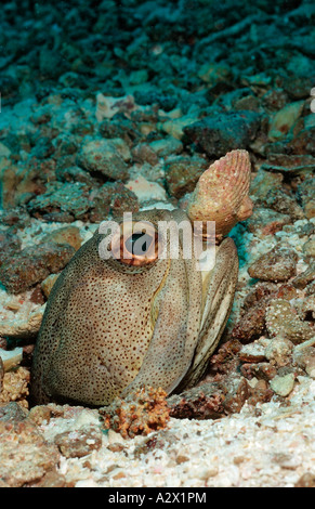 Giant jawfish digging hole, Opistognathus rhomaleus, Mexico, Sea of ...
