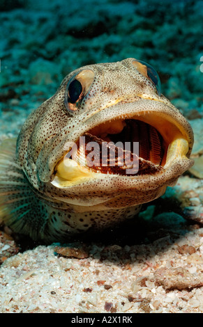 Giant jawfish digging hole, Opistognathus rhomaleus, Mexico, Sea of ...