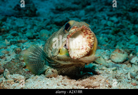 Giant jawfish digging hole Opistognathus rhomaleus Mexico Sea of Cortez ...
