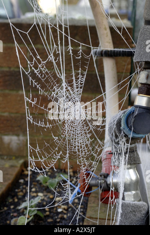 Frosty white Cobwebs on a cold morning sparkle as if they were made of ...