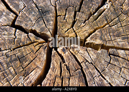 Strange tree stump close up Stock Photo - Alamy