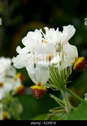Sparmannia africana in flower Stock Photo - Alamy