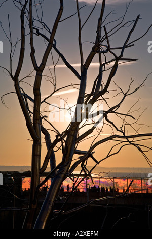 Metal tree sculpture,Seattle, Washington ,USA ,US, North America Stock ...