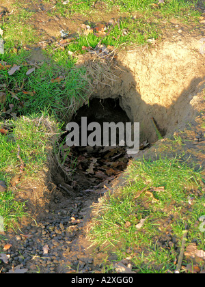 Entrance hole to rabbit warren Stock Photo - Alamy