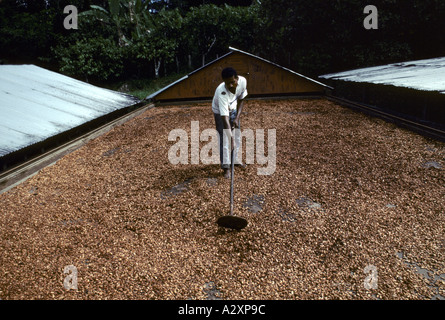 Underpaid workers on a cocoa plantation rakes out cocoa seeds to dry in ...