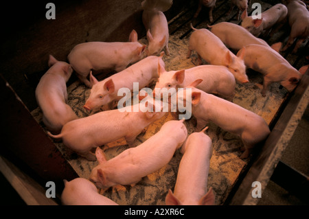 intensive pig farming bedfordshire Stock Photo - Alamy
