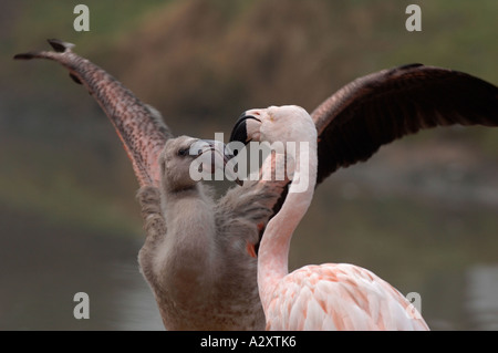 Two flamingos fighting Stock Photo - Alamy