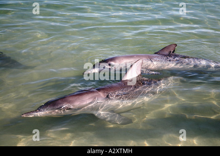 Bottlenosed Dolphin Monkey Mia West Australia Stock Photo - Alamy