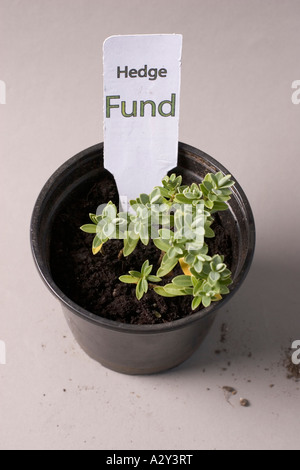 Hedge funds plant pot with label and hedge Stock Photo - Alamy