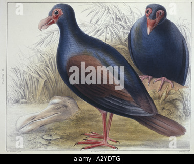 tooth billed pigeon Stock Photo - Alamy