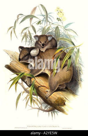 Koala Phascolarctos cinereus arboreal marsupial herbivore native ...