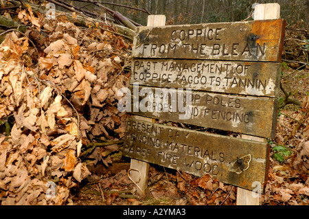 Church Woods Blean near Canterbury Stock Photo - Alamy