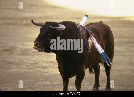 A bleeding bull during a bullfight in Espartinas province of Seville ...