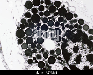 Mast cell. Transmission electron micrograph (TEM) of section through a ...