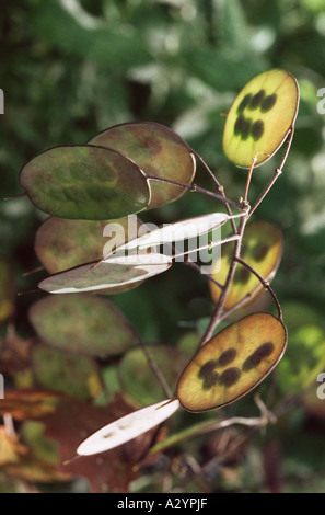Honesty seed Pods Stock Photo - Alamy