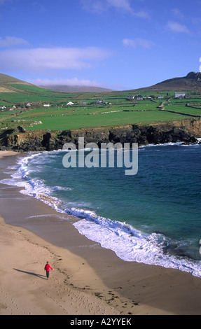 Person walking on Clogher Beach, beneath patchwork green fields. Dingle ...