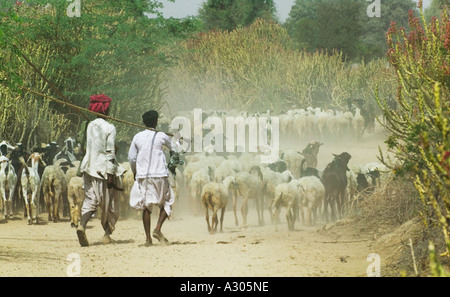 Man herding sheep Rajasthan India Stock Photo - Alamy