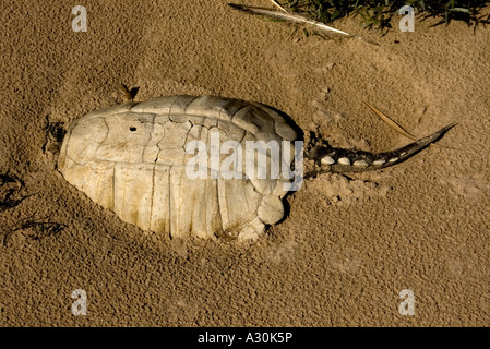 Snapping Turtle (Chelydra serpentina) on a gravel road, horizontal ...