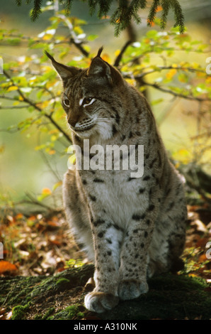 Eurasian lynx - sitting / Lynx lynx Stock Photo - Alamy