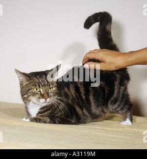 cat being crawled Stock Photo - Alamy