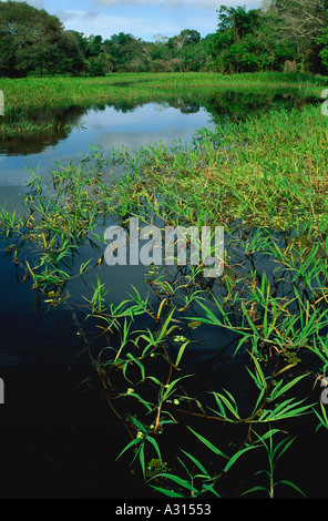 Igapo forest in the Amazon forest - wetland area Stock Photo - Alamy