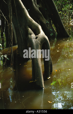 Stilt roots in the Amazon Rainforest. Lago Preto Conservation ...
