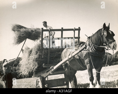 Shire horse and cart in harvest field collecting sheaves of straw Stock ...