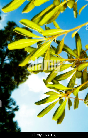 Ficus leaves and detail of his pseudo-fruit called syconium Stock Photo ...