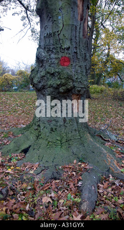 The old tree is marked with a red mark for cutting down in the park ...
