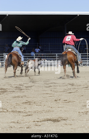 Cowboy Roping Wild Horse Stock Photo - Alamy
