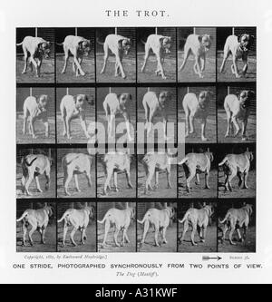 Muybridge Dog Trot 2 Stock Photo - Alamy