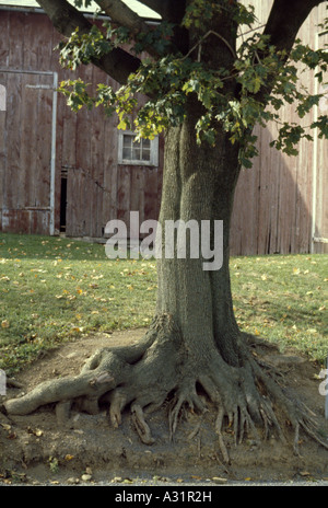 Large surface roots of a maple tree partially covered with fallen ...