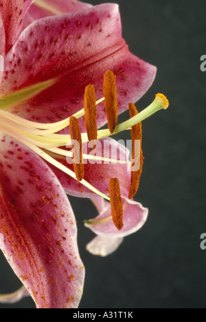 Stamen with pollen and pistil of a pink Lily in extreme closeup isolated in white Stock Photo ...