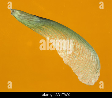 Silver maple tree seed pods Stock Photo - Alamy
