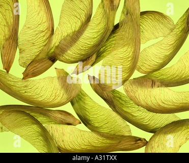 Silver Maple Winged Seeds, Acer saccharinum Stock Photo - Alamy