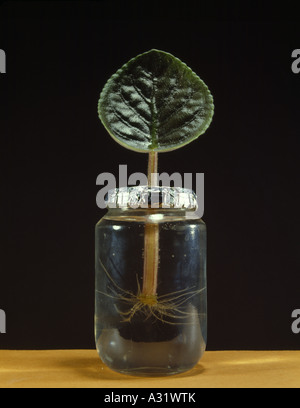 EFFECT OF ROOT-STIMULATING HORMONE NAA OR NAPTHALENEACETAMIDE AFRICAN ...