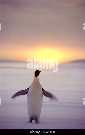 Antarctica, Emperor Penguin walking alone, High Key (Large format sizes ...